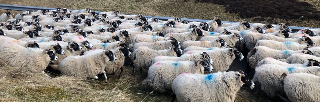 Sheep Farming in the Lammermuirs – Whiteadder